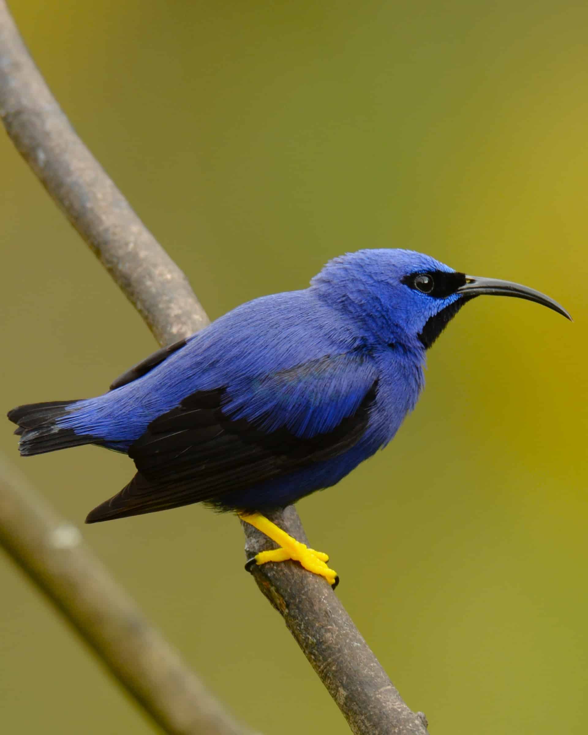 22 Amazing Purple Bird Species