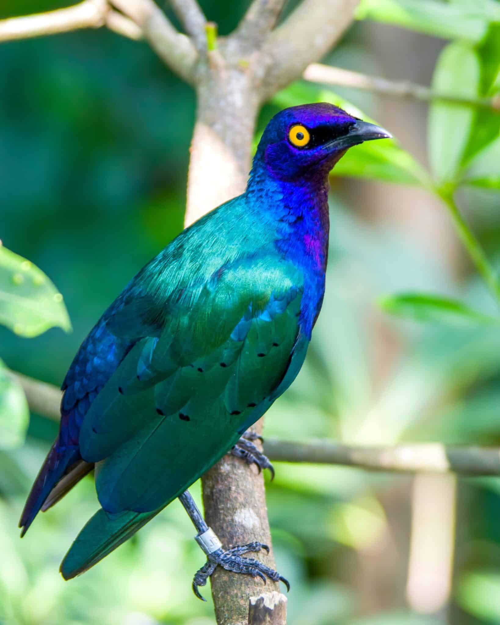 22 Amazing Purple Bird Species