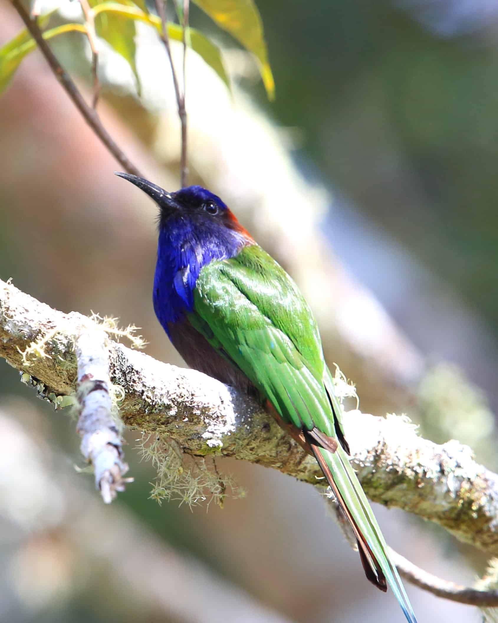 22 Amazing Purple Bird Species