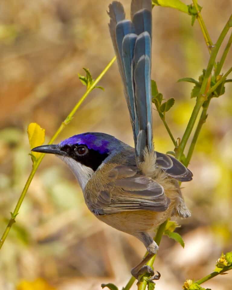 22 Amazing Purple Bird Species