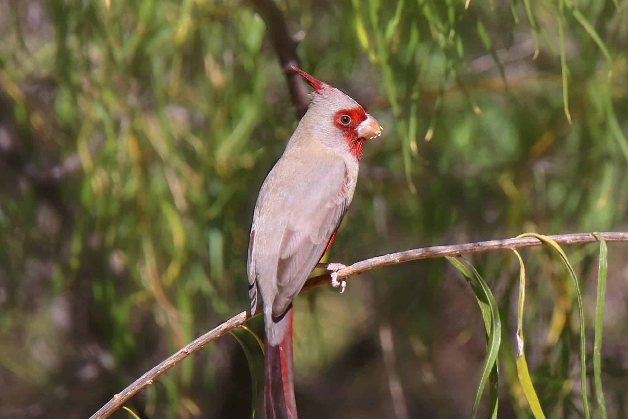 Facts About the Female Cardinal (With Pictures!)
