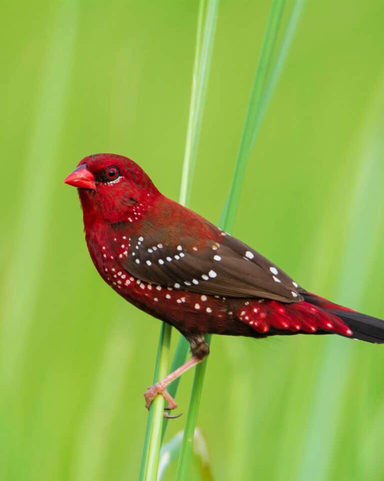 16 Red Birds That Aren’t Cardinals (With Pictures) - Bird Helpful