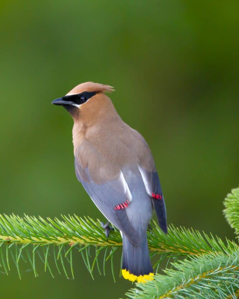 16 Red Birds That Aren’t Cardinals (With Pictures) - Bird Helpful