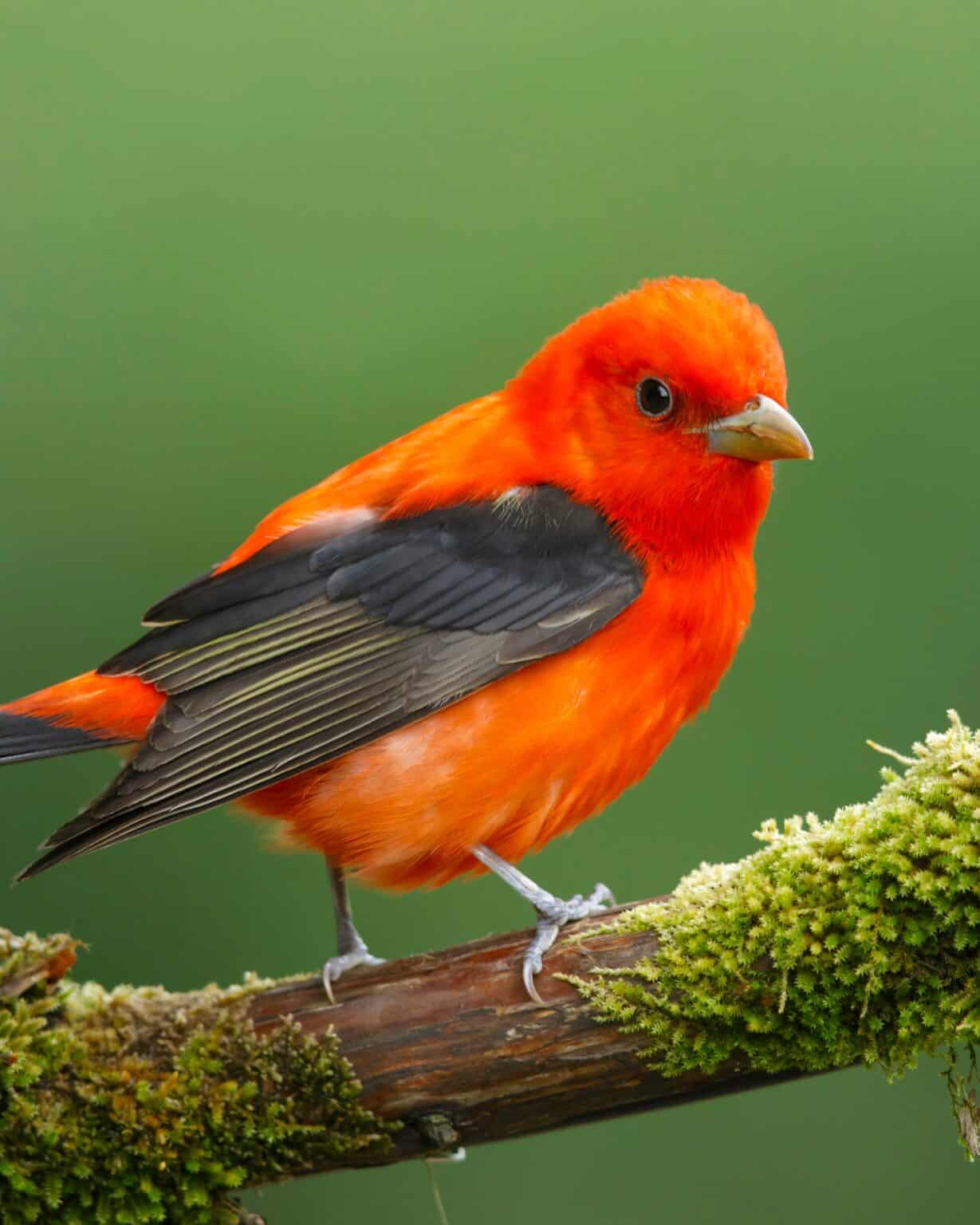 16 Red Birds That Aren’t Cardinals (With Pictures) - Bird Helpful
