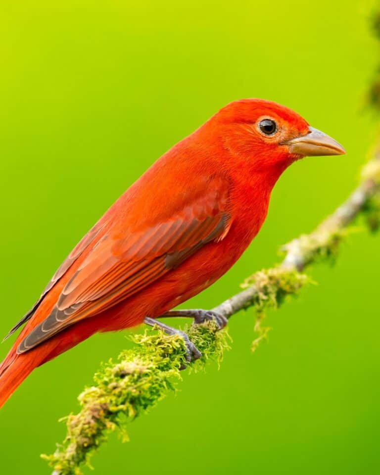 16 Red Birds That Aren’t Cardinals (With Pictures) - Bird Helpful