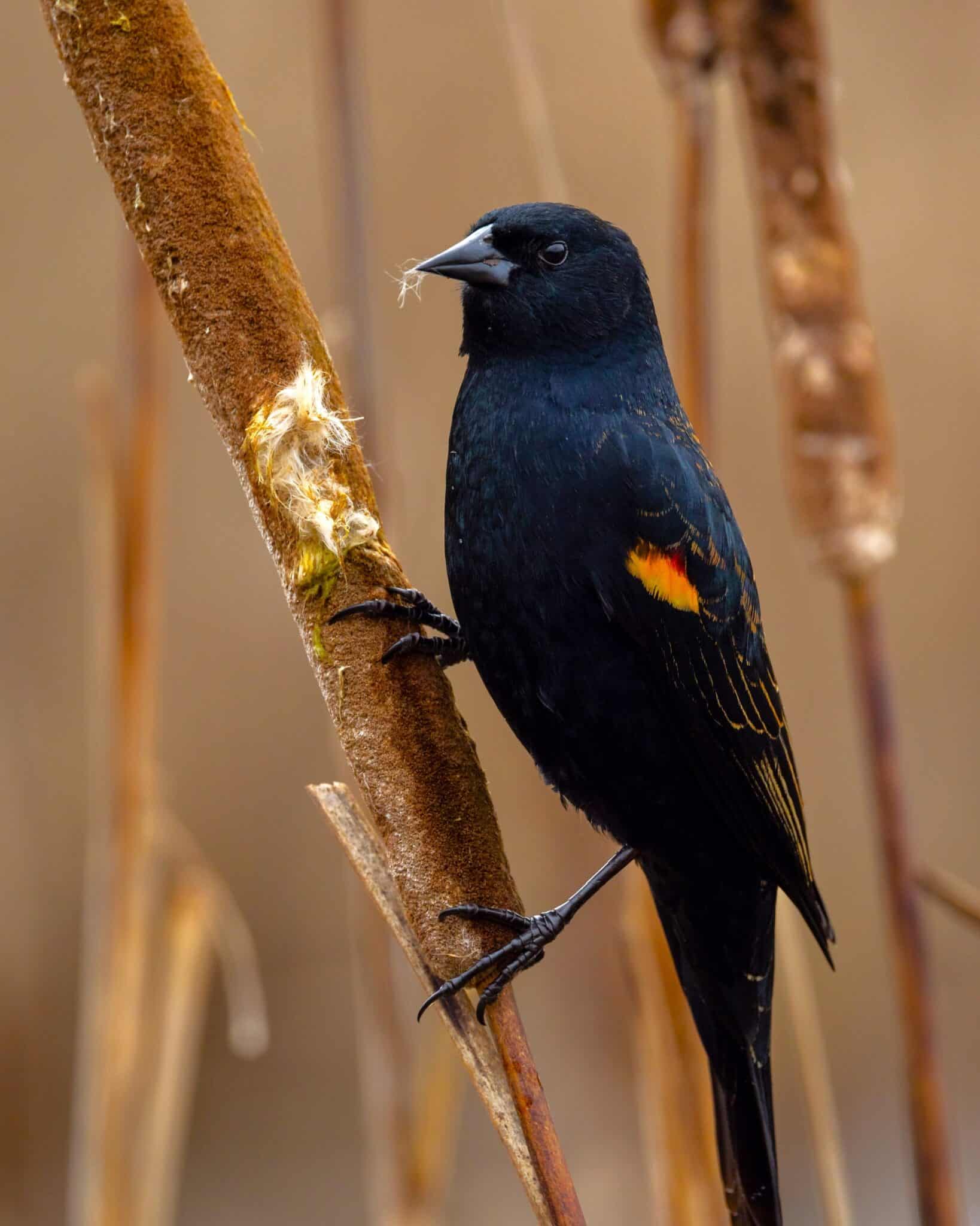 40 Birds That Lay Blue Eggs - Bird Helpful