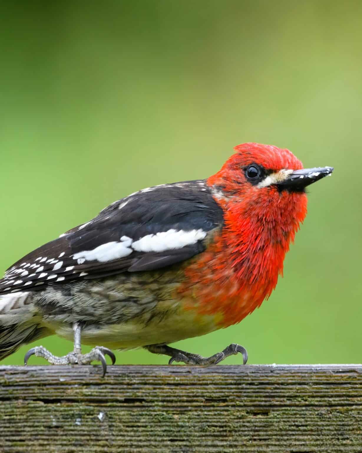 16 Red Birds That Aren’t Cardinals (With Pictures) - Bird Helpful