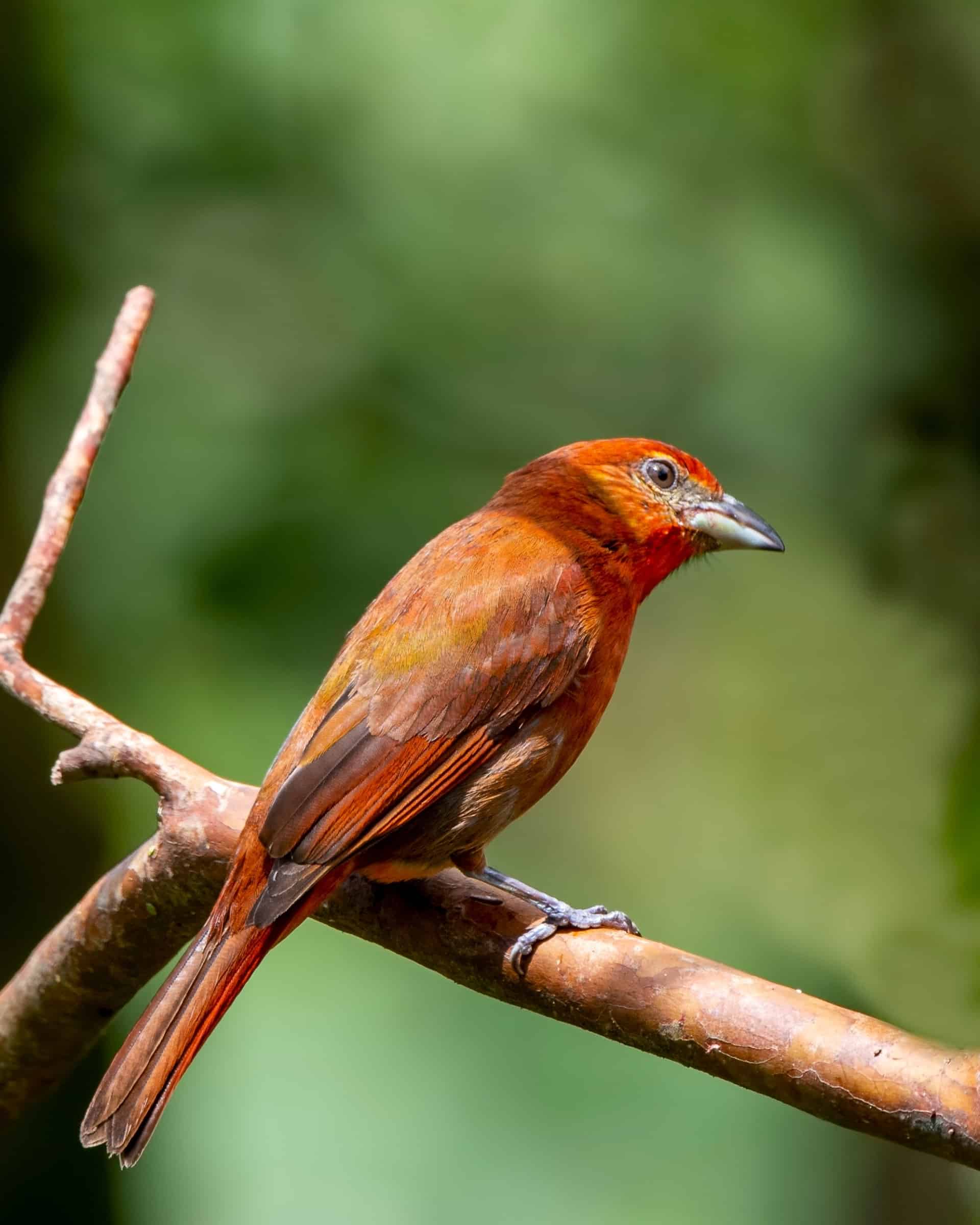 16 Red Birds That Aren’t Cardinals (With Pictures) - Bird Helpful