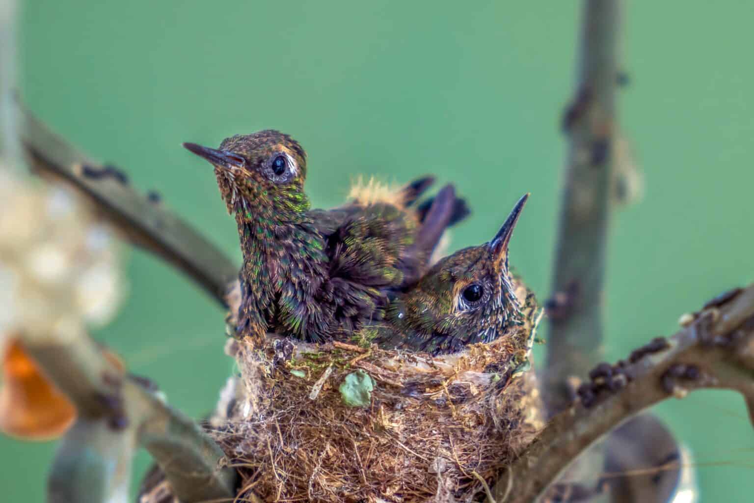 Baby Hummingbirds: Everything You Need to Know