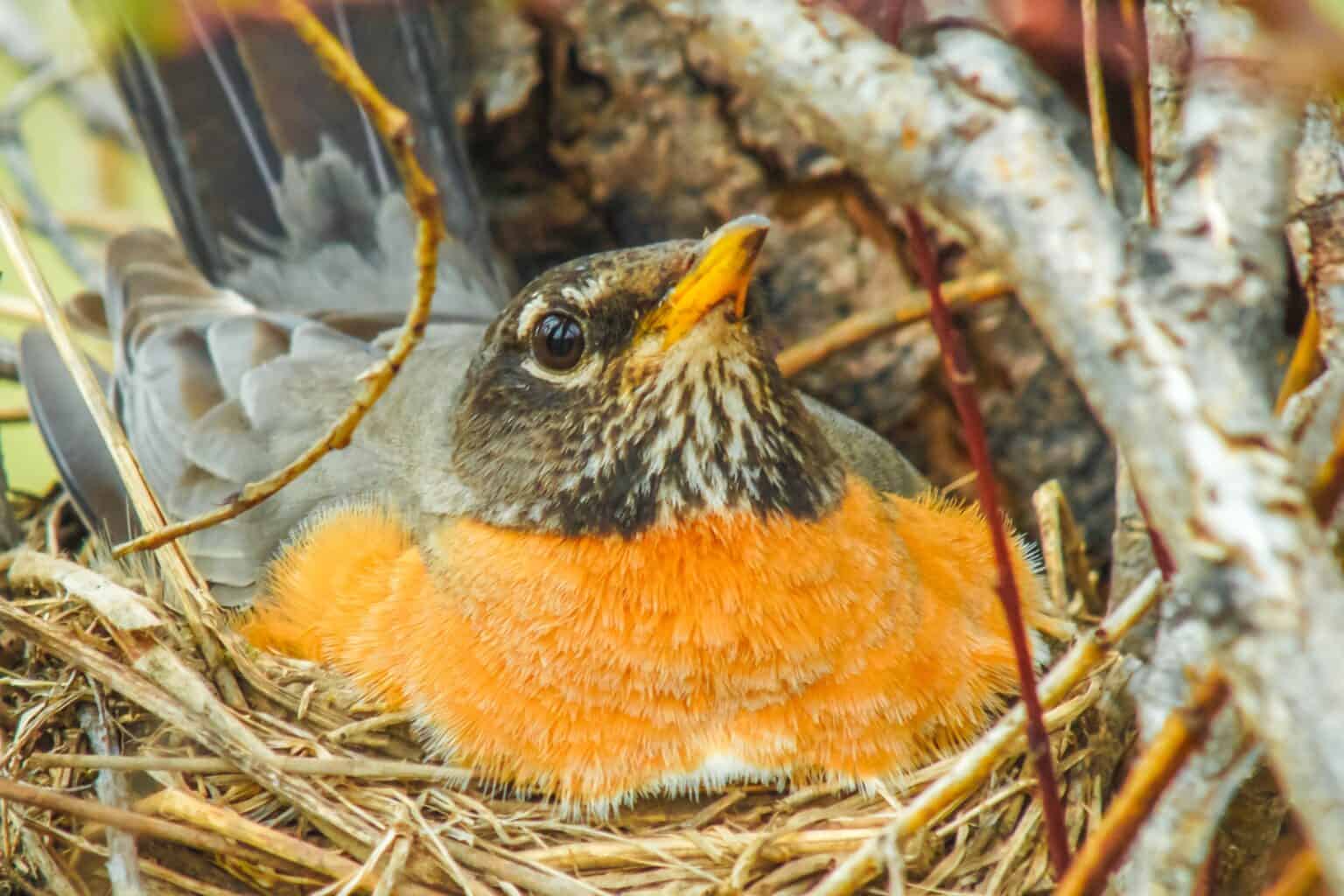 Baby Robins: All the Facts You Need (With Pictures)
