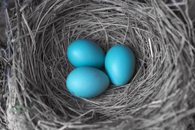 Robin Eggs: All You Need to Know (With Pictures)