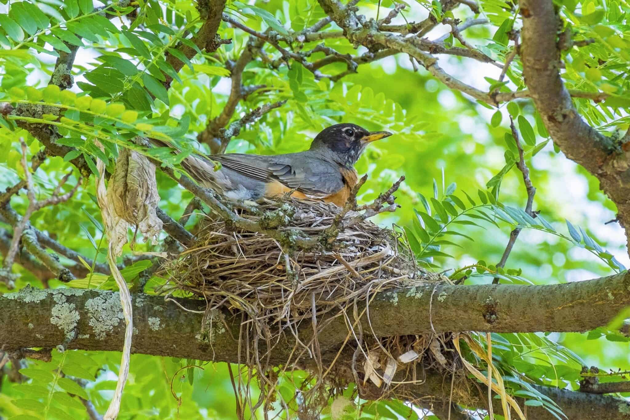 Robin Eggs: All You Need to Know (With Pictures)