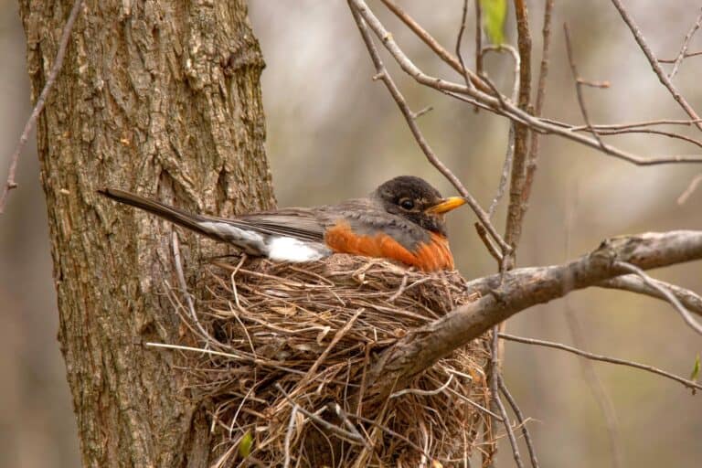 Robin Eggs: All You Need to Know (With Pictures)
