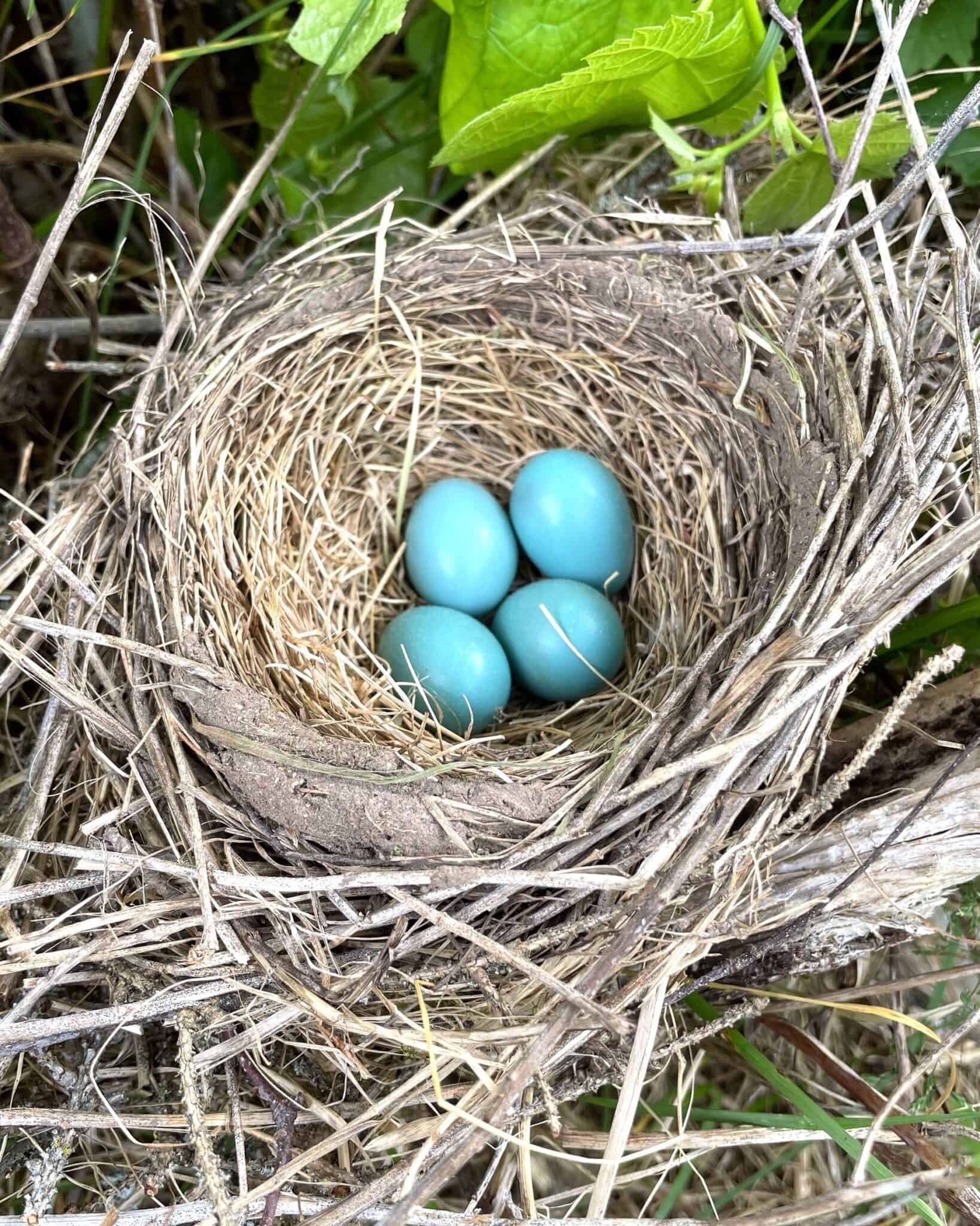 Robin Eggs: All You Need to Know (With Pictures)