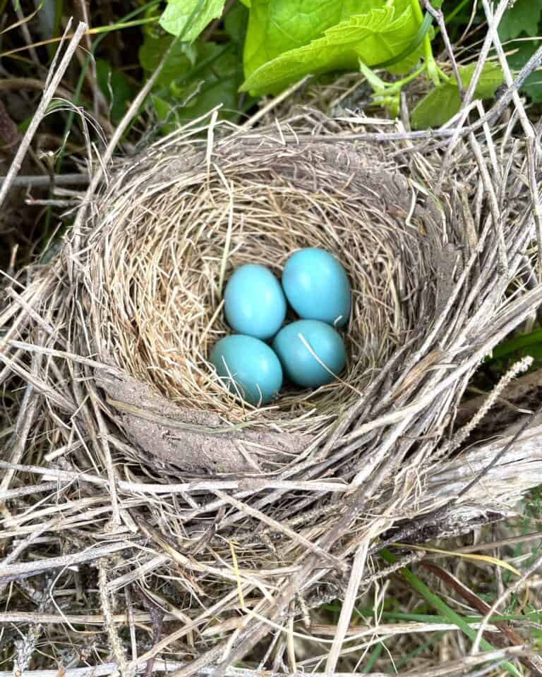 Robin Eggs: All You Need to Know (With Pictures)