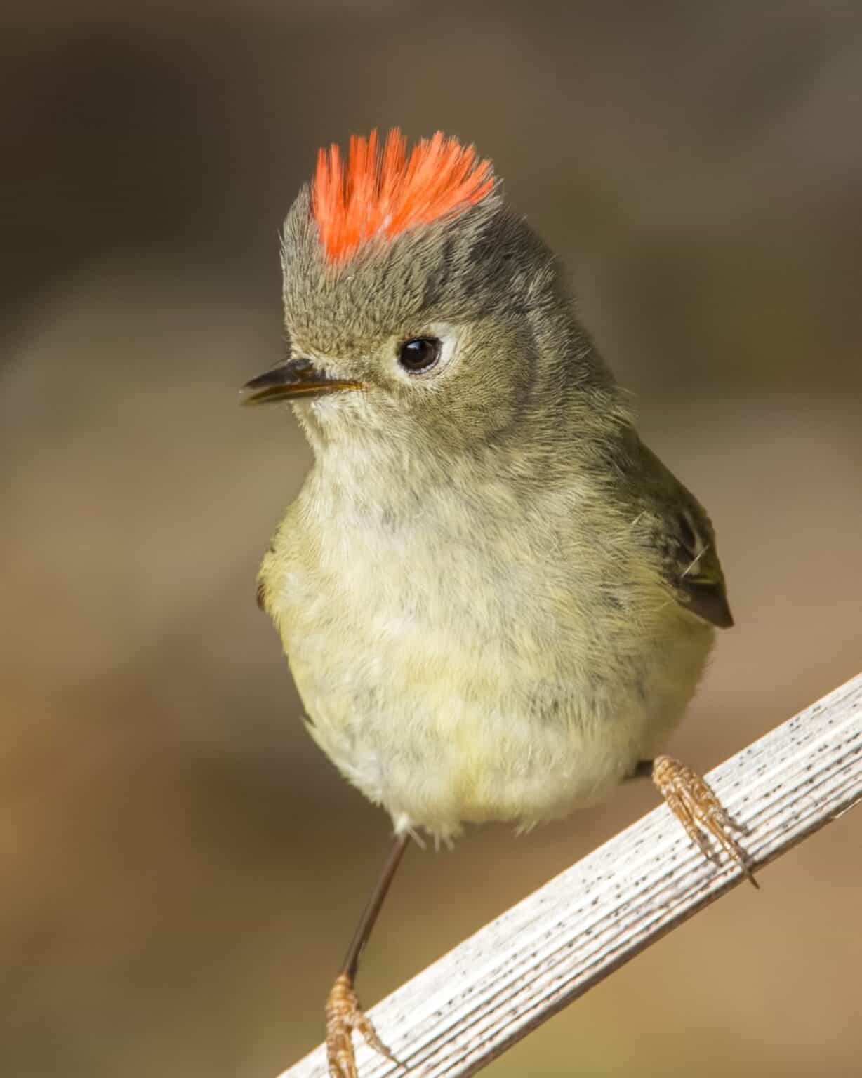 Top 18 Birds With Crests of North America