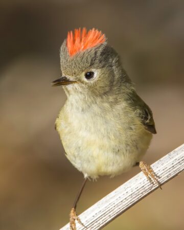 Top 18 Birds With Crests of North America