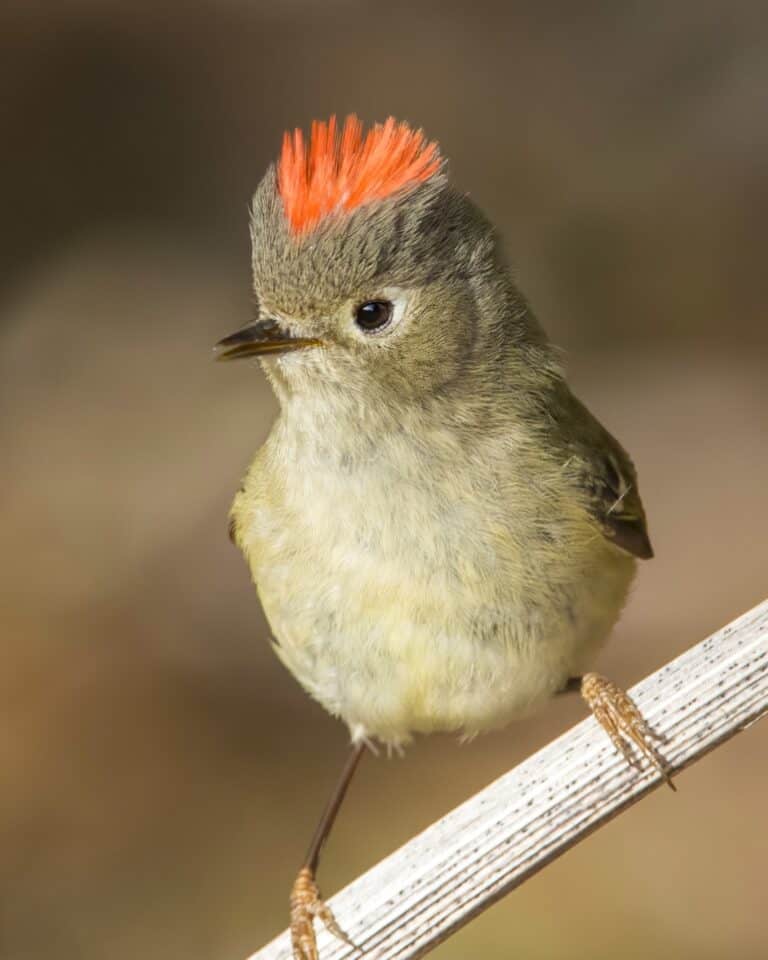 Top 18 Birds With Crests of North America