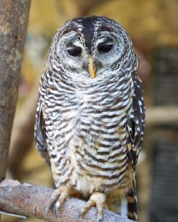 Owl Legs: All You Need to Know! (Pictures & FAQs)