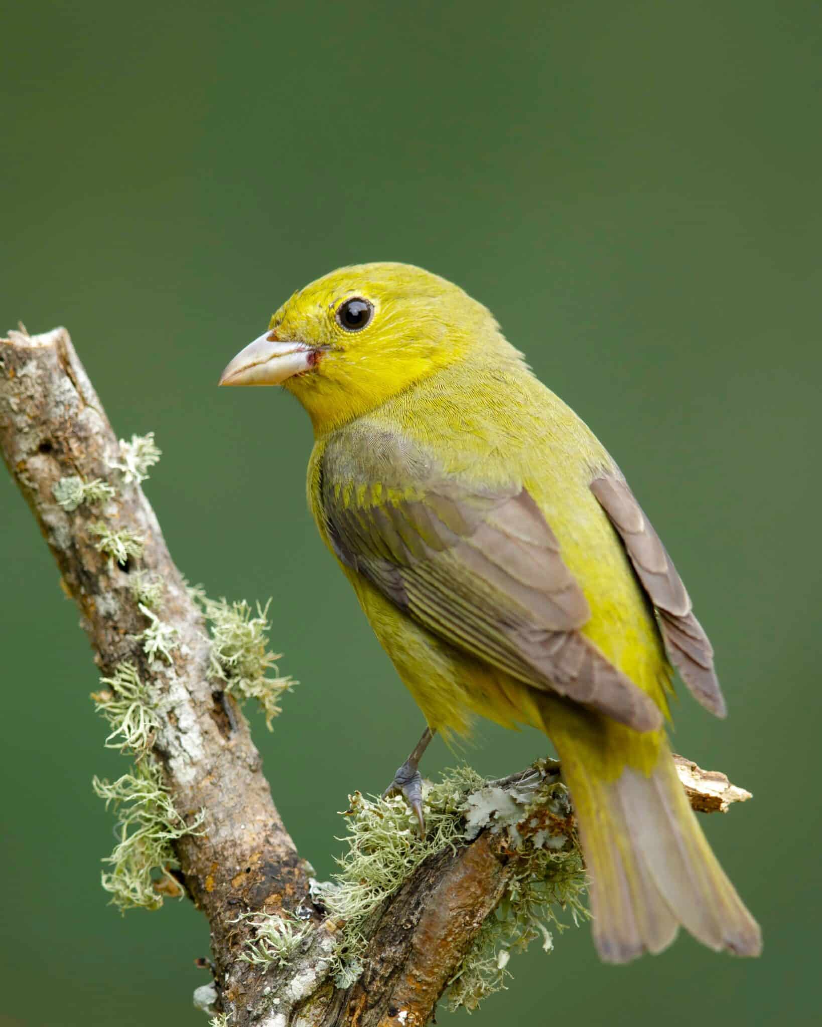 25 Small Yellow Birds to Brighten Your Day