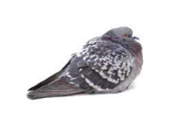 Pigeons Sitting Down: What Does It Mean?