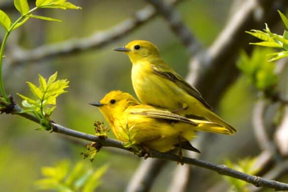 25 Small Yellow Birds to Brighten Your Day