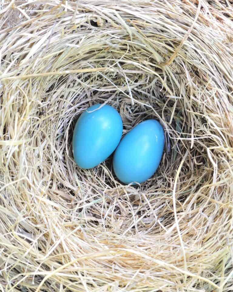 Robin Eggs: All You Need to Know (With Pictures)