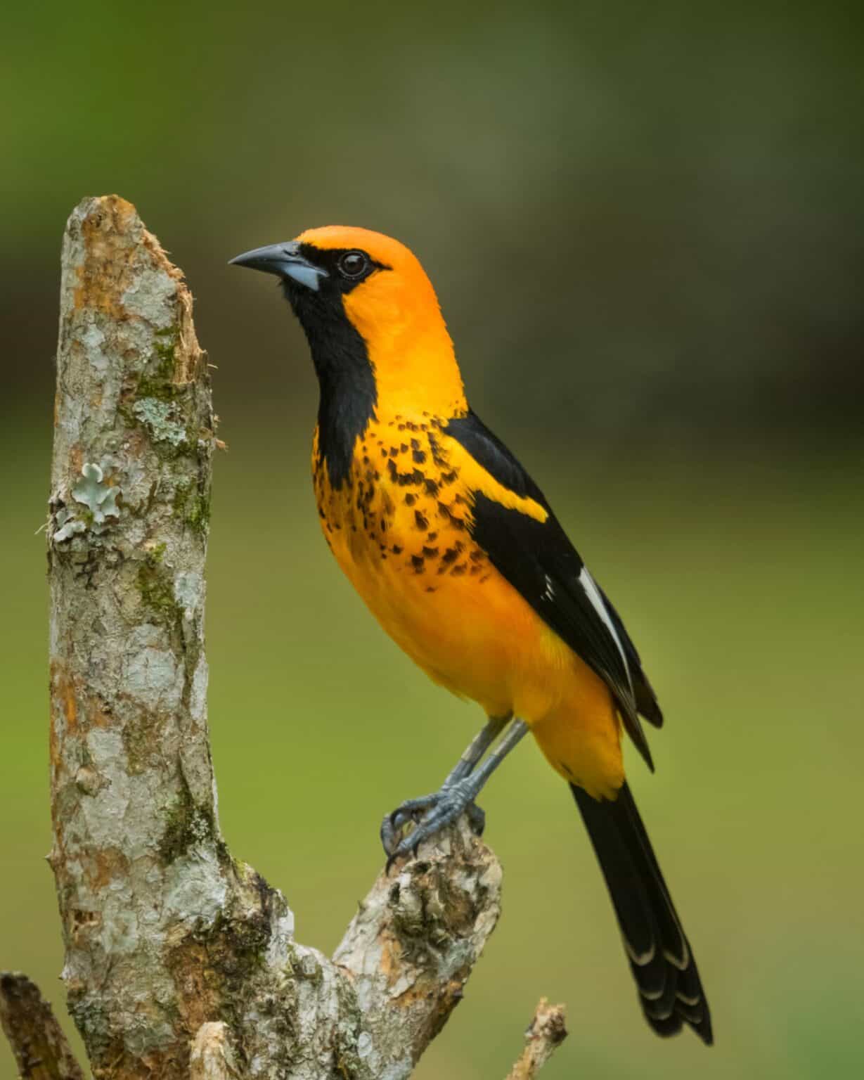 21 Black and Orange Birds (With Pictures)