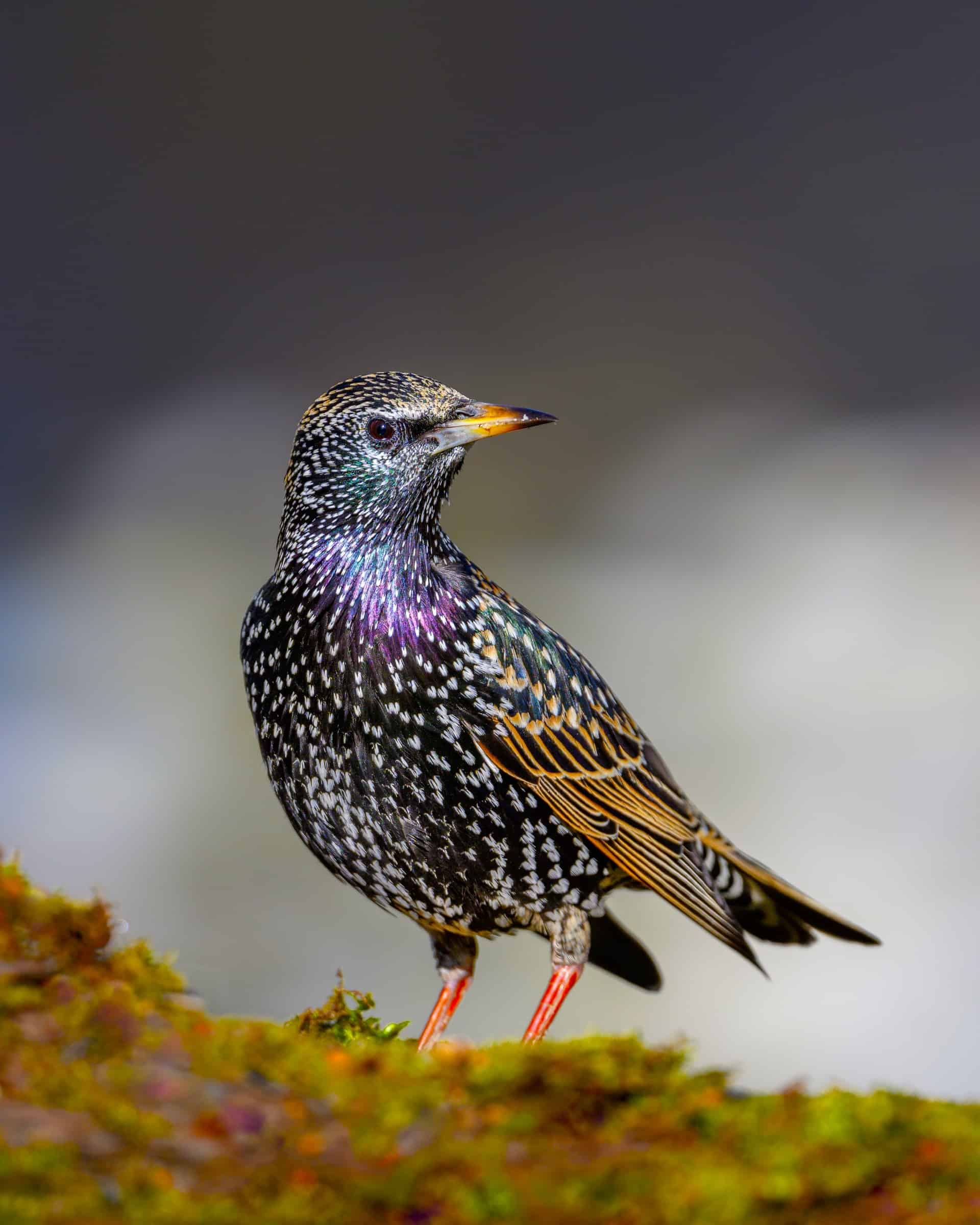 40 Birds That Lay Blue Eggs - Bird Helpful