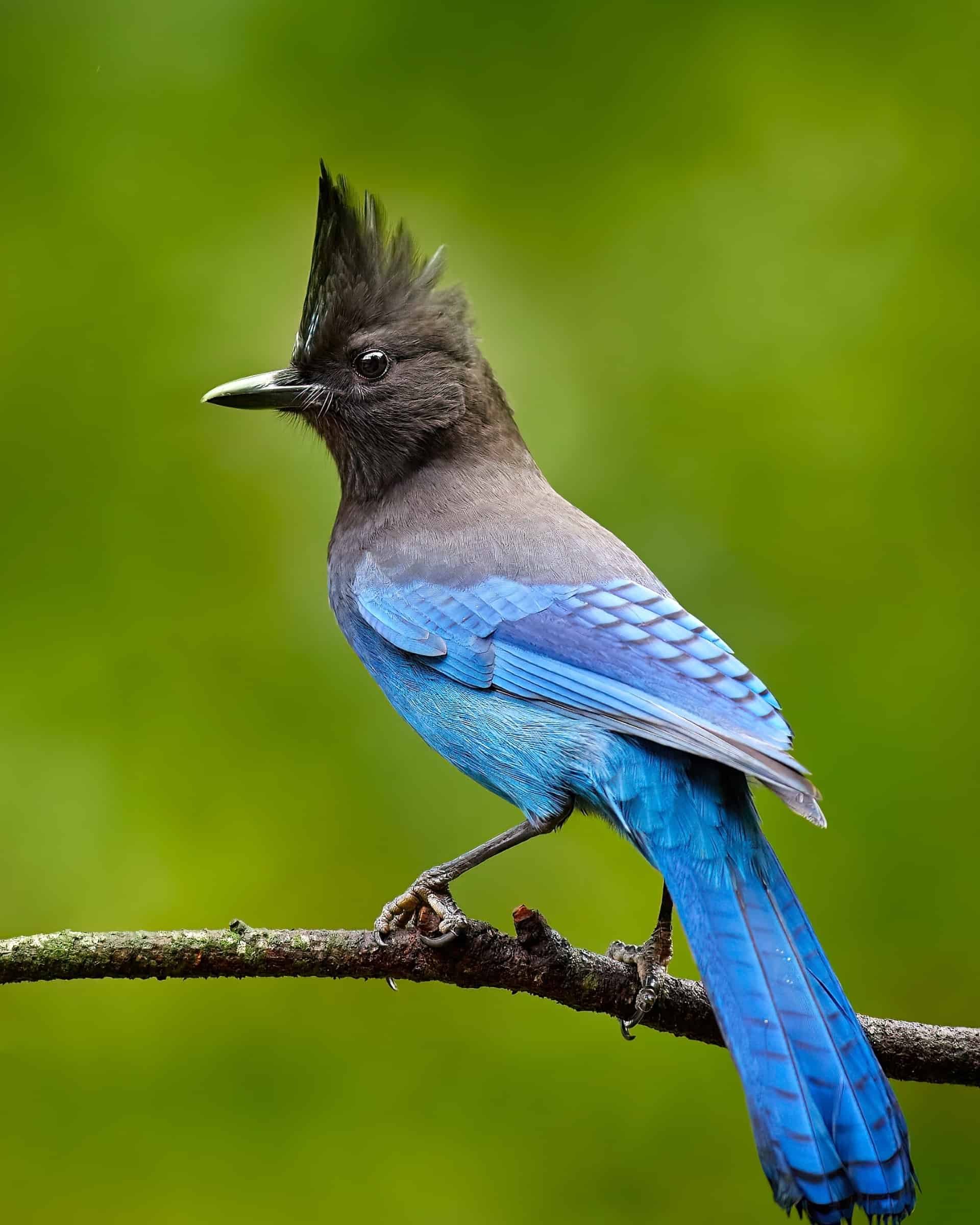 Top 18 Birds With Crests of North America