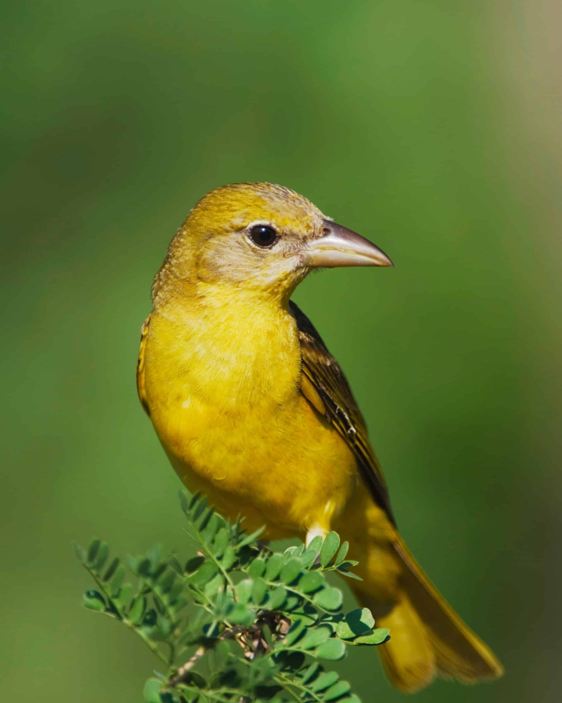 25 Small Yellow Birds to Brighten Your Day