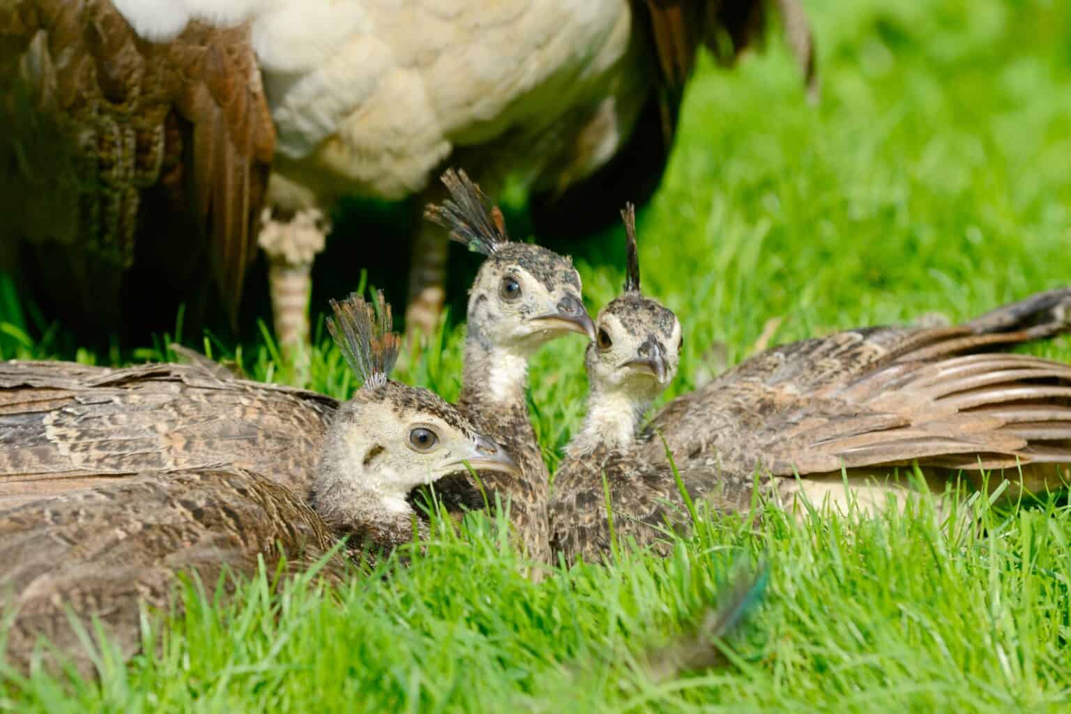Baby Peacocks: All You Need to Know (With Pictures)