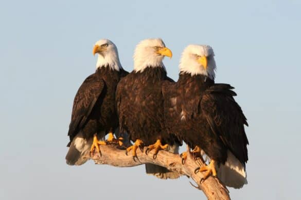 Bald Eagle Talons: Everything You Need to Know