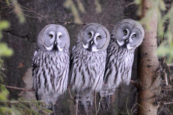 Why Is a Group of Owls Called a Parliament? (Complete Guide)