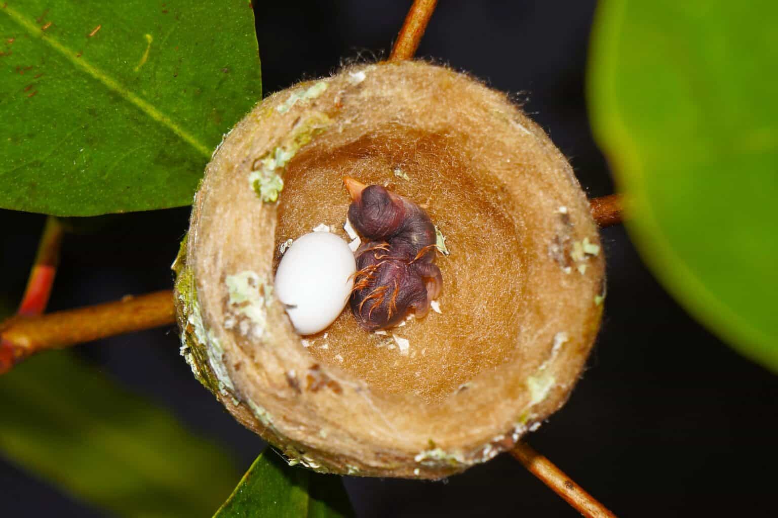 Baby Hummingbirds: Everything You Need to Know