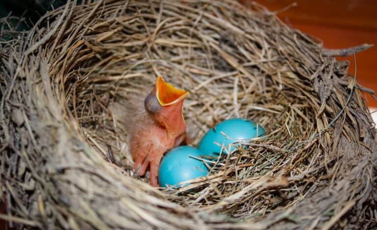 Baby Robins: All the Facts You Need (With Pictures)