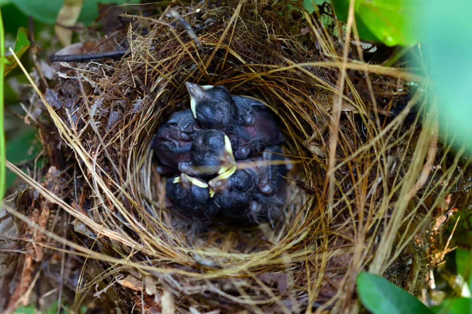 Baby Robins: All the Facts You Need (With Pictures)