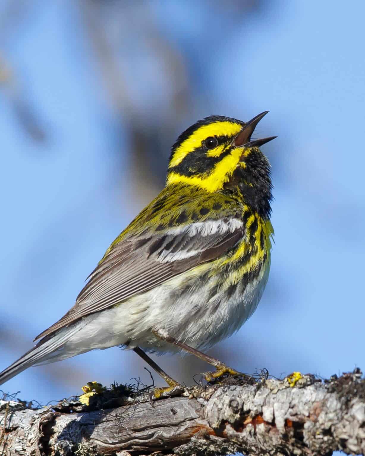 20 Yellow Birds With Black Wings