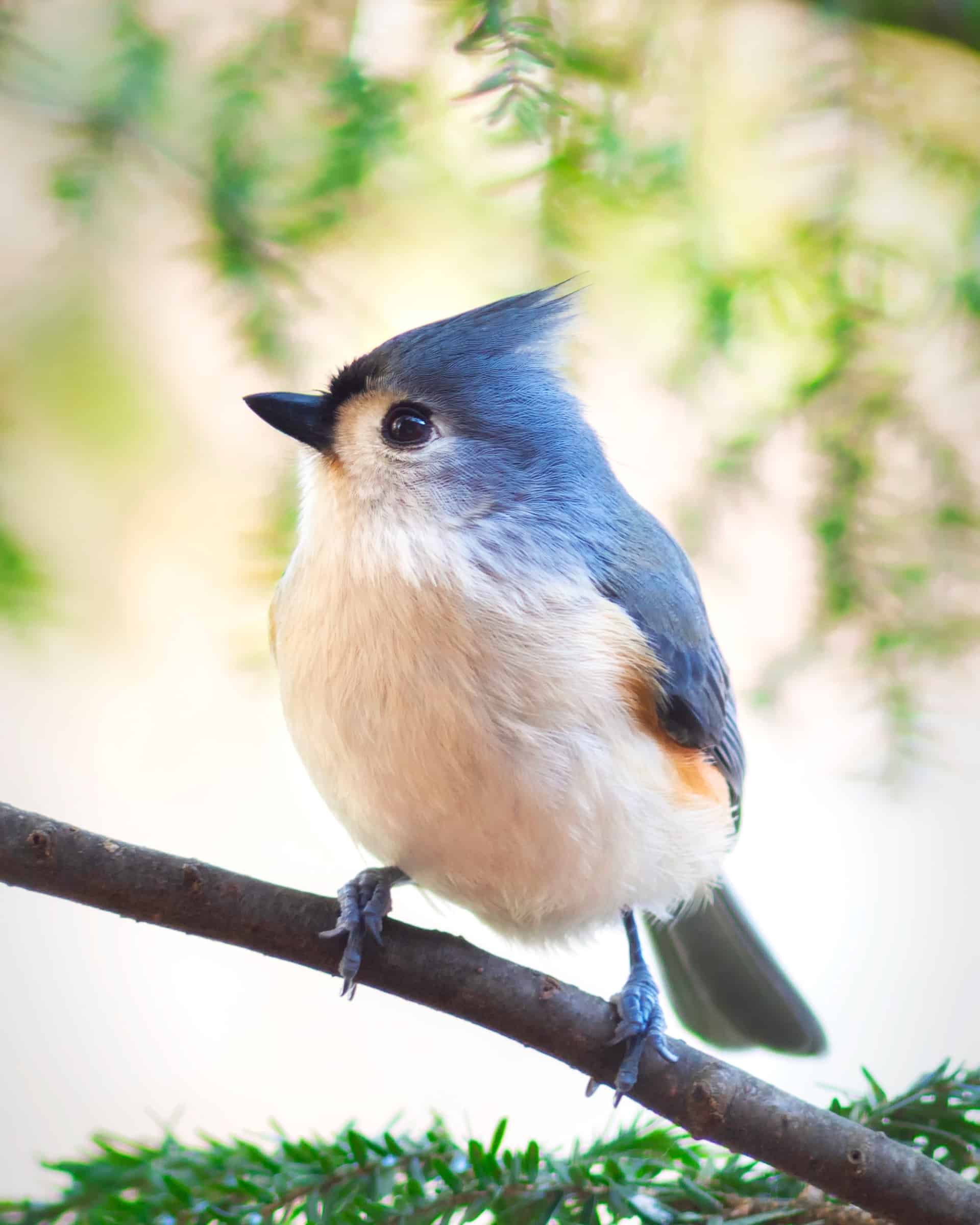 Top 18 Birds With Crests of North America