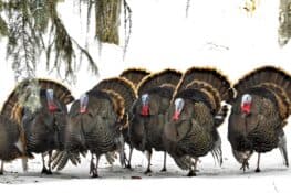 Why Is a Group of Turkeys Called a “Rafter”? (Complete Guide) - Bird ...