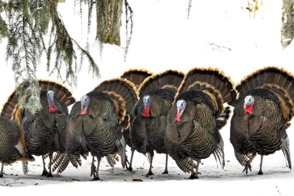 Why Is a Group of Turkeys Called a “Rafter”?