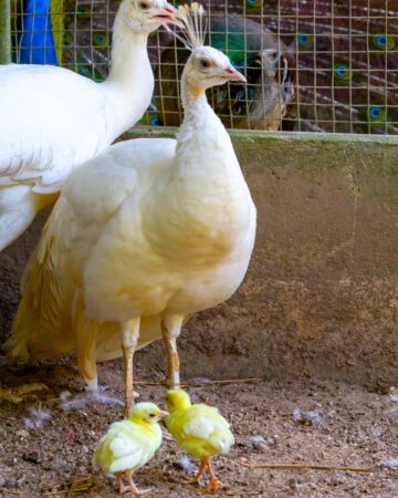 Baby Peacocks: All You Need to Know (With Pictures)
