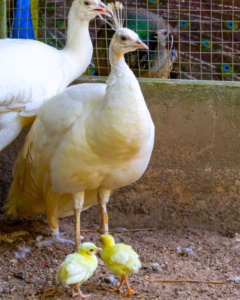 Baby Peacocks: All You Need to Know (With Pictures)