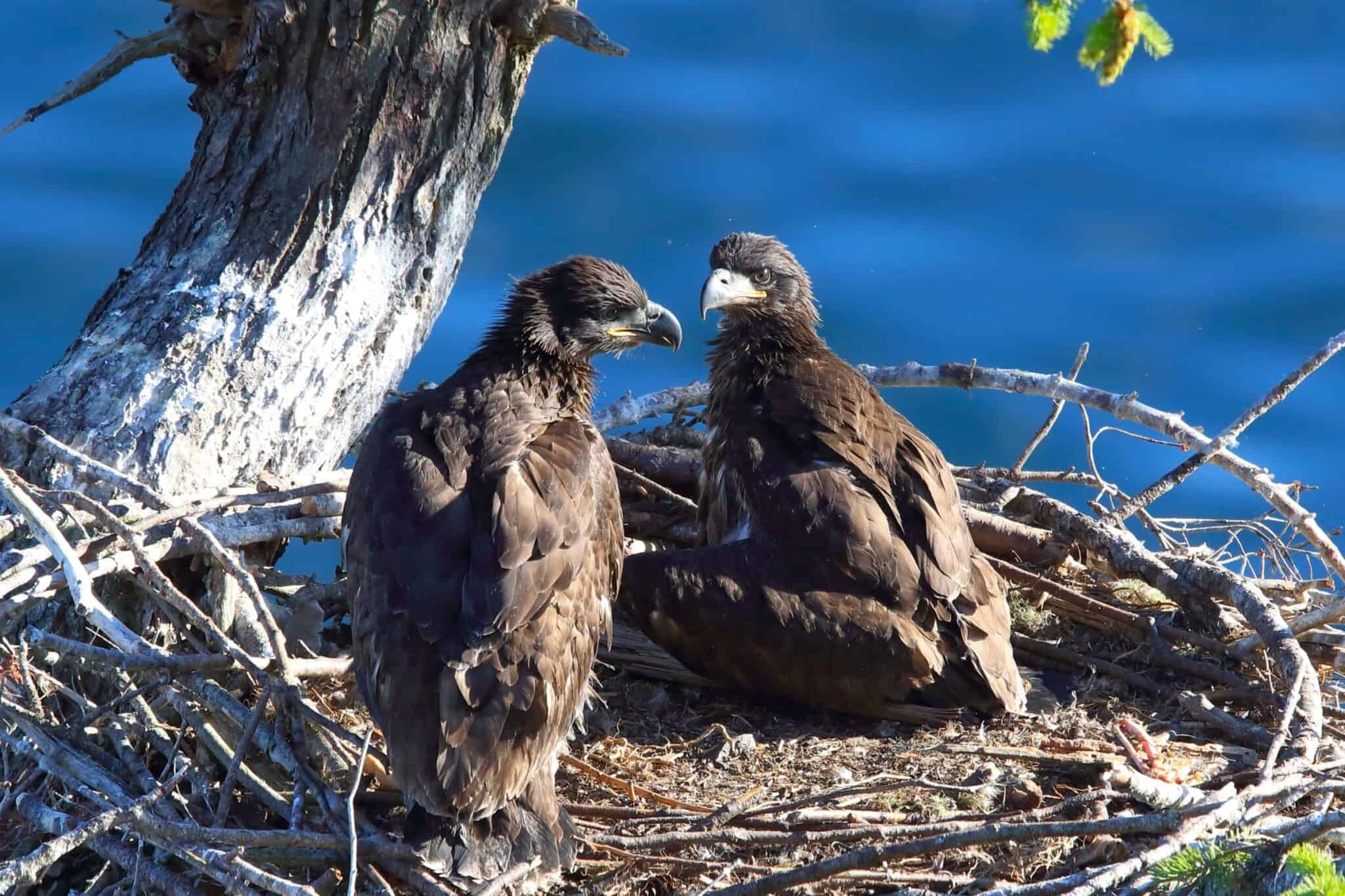Baby Bald Eagles: All You Need to Know