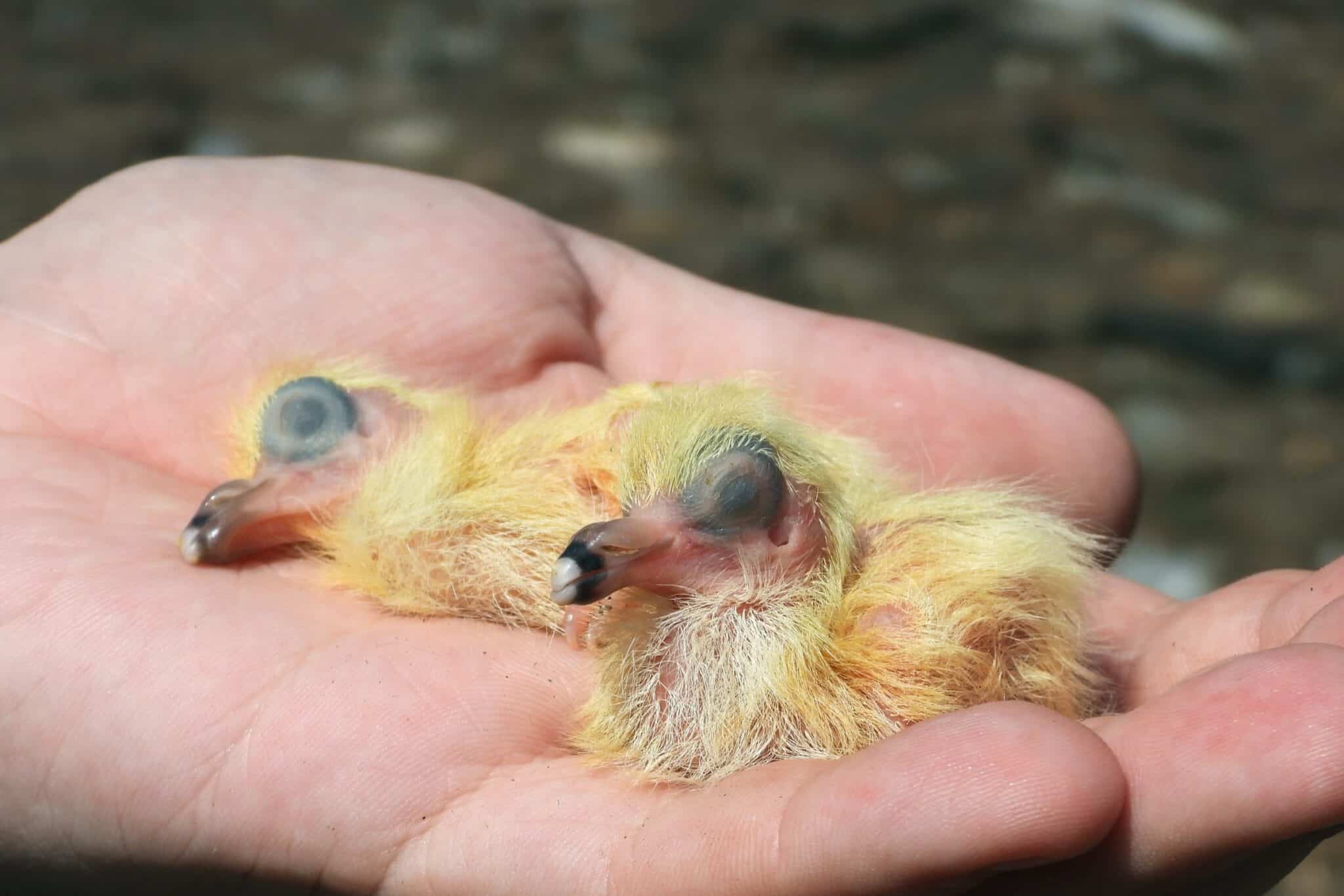 Baby Pigeons: Everything You Need to Know
