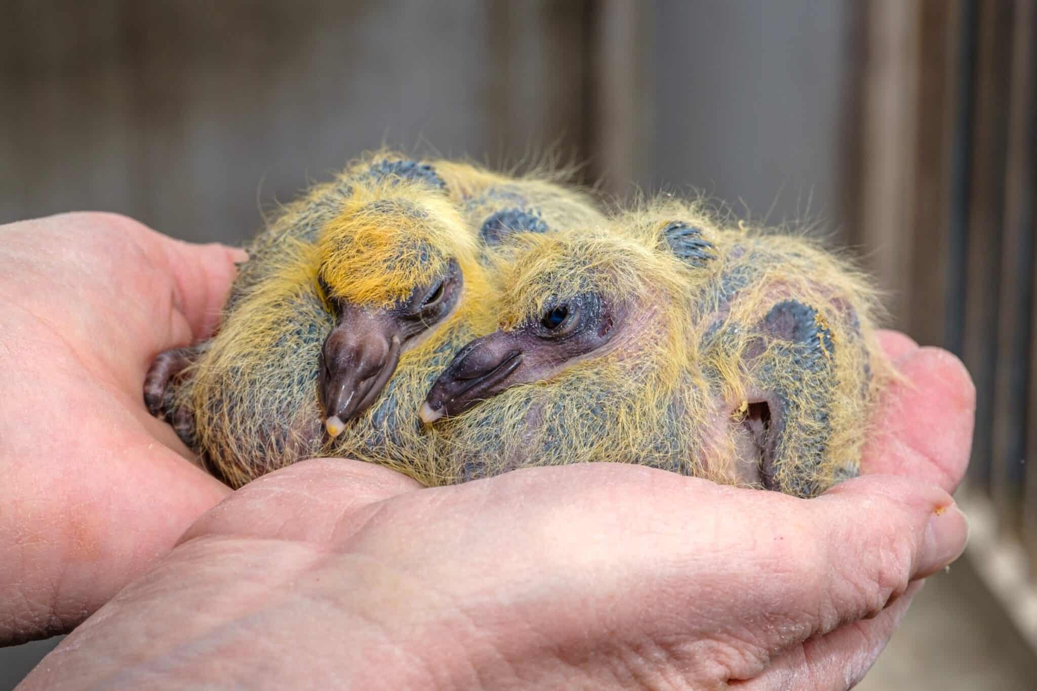 Baby Pigeons: Everything You Need to Know