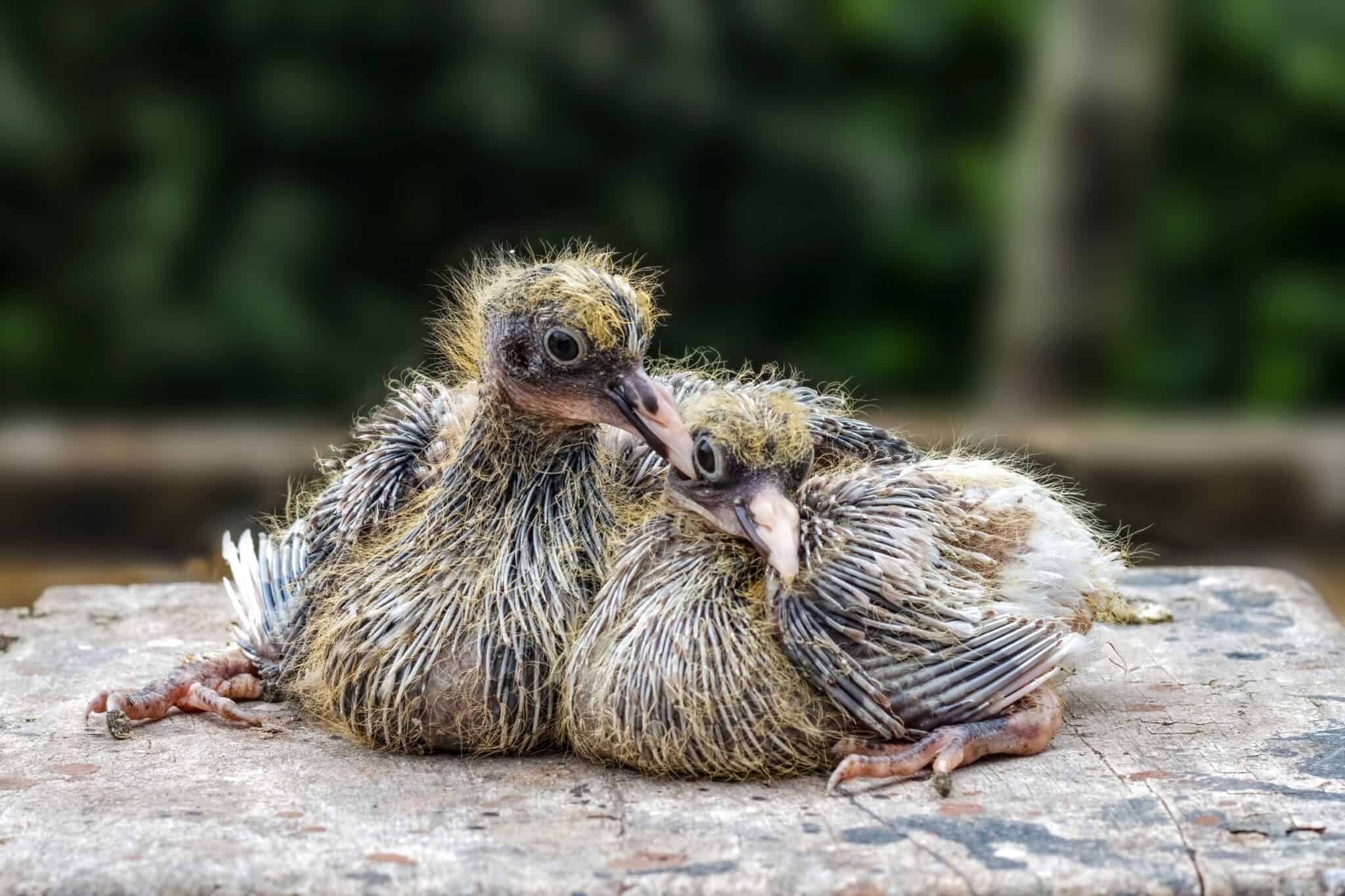 Baby Pigeons: Everything You Need to Know