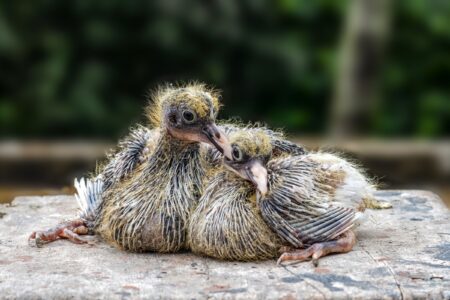 Baby Pigeons: Everything You Need to Know