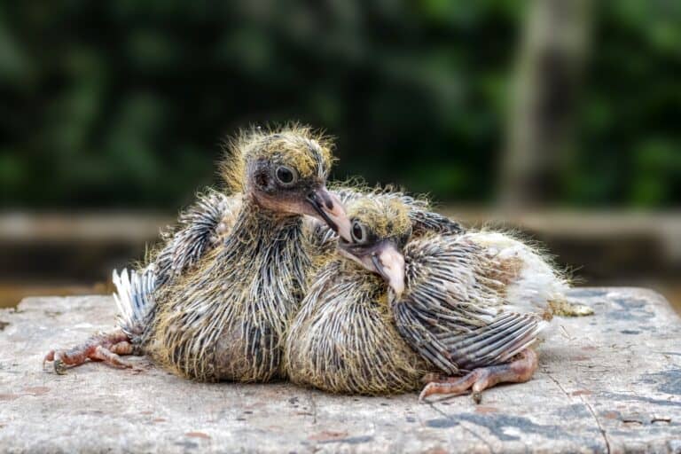 Baby Pigeons: Everything You Need to Know