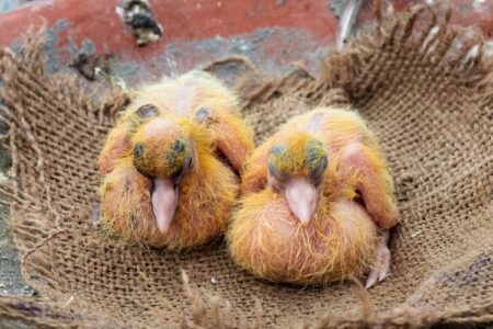 Baby Pigeons: Everything You Need to Know